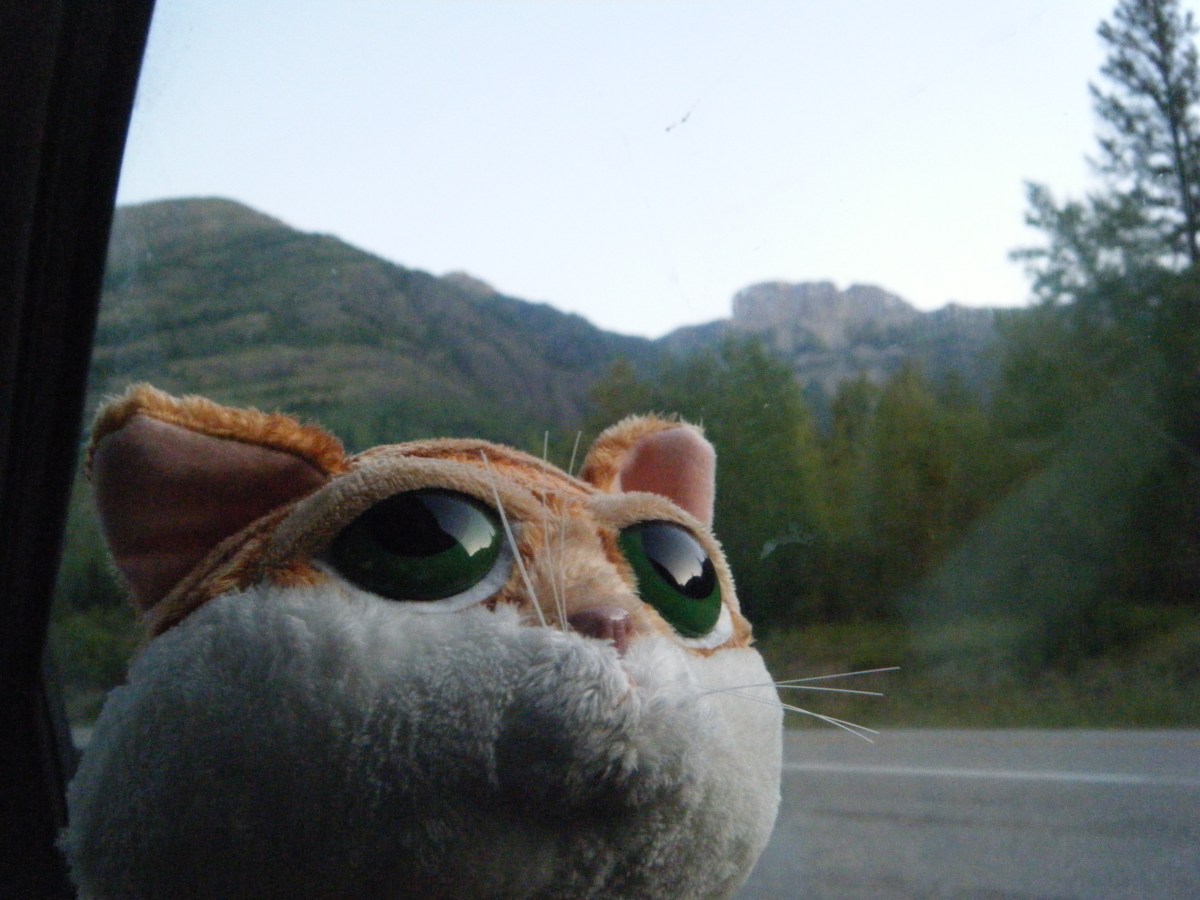 Comment Clément II est devenu explorateur royal – Miaougraphie de Clément